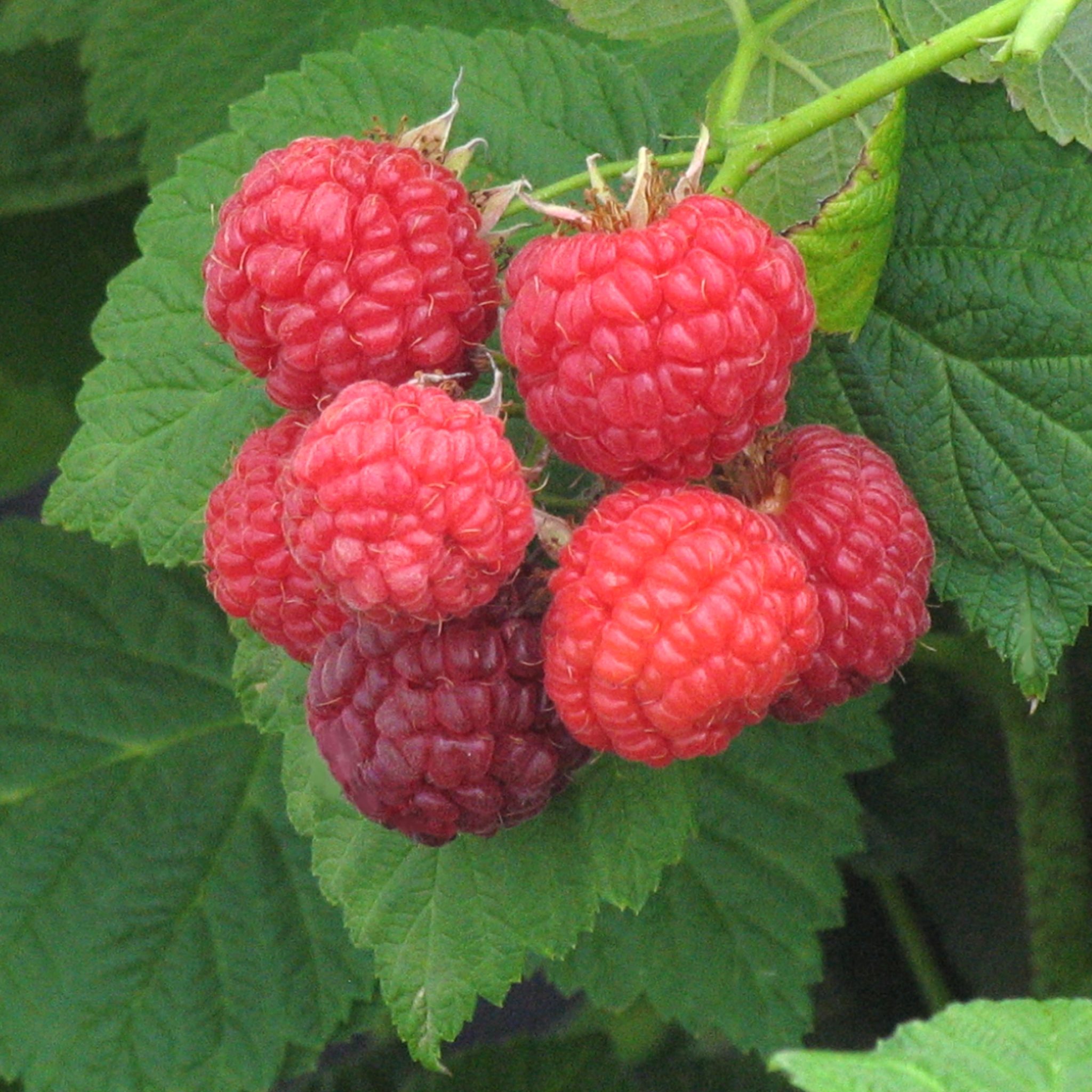 Rubus 'Eden' - Multiplants