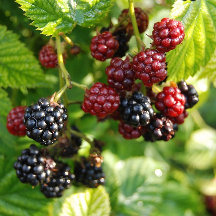Rubus ‘Perron Noir’ – Multiplants