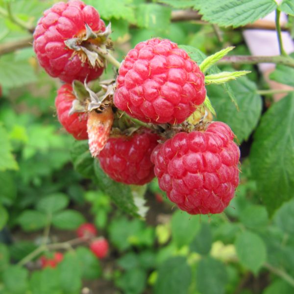 Rubus ‘Pathfinder’ – Multiplants