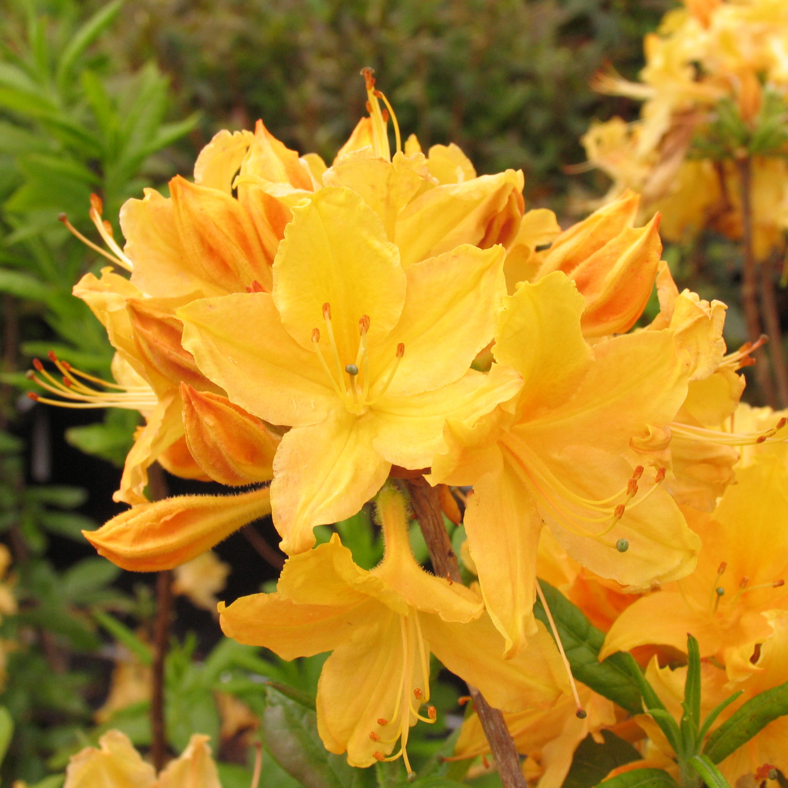 Rhododendron azalea 'Golden Lights' - Multiplants