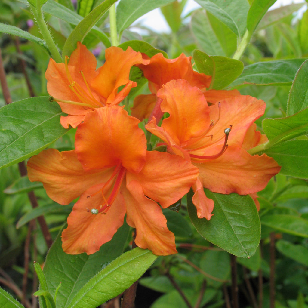 Rhododendron azalea 'Mandarin Lights' - Multiplants