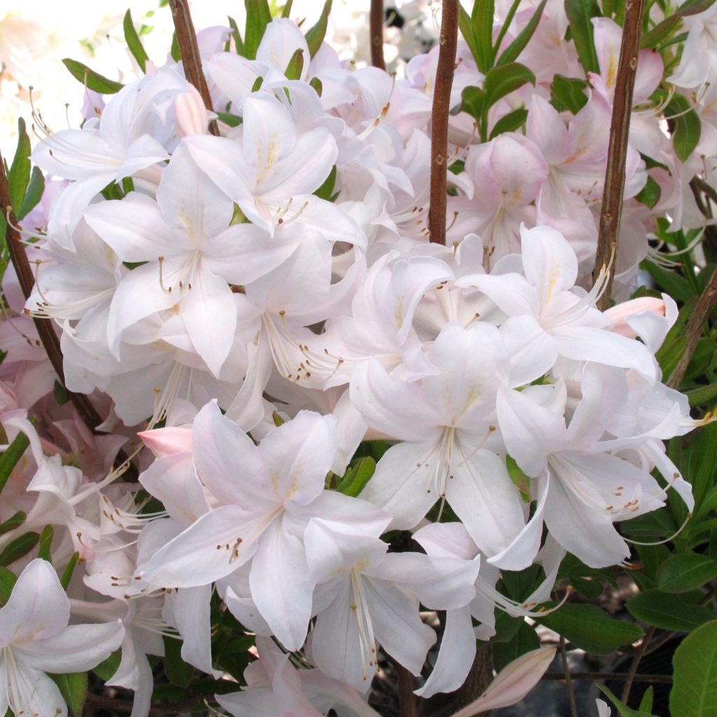 Rhododendron azalea 'White Lights' - Multiplants
