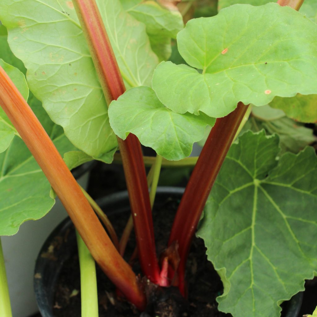 Rubus 'Eden' - Multiplants