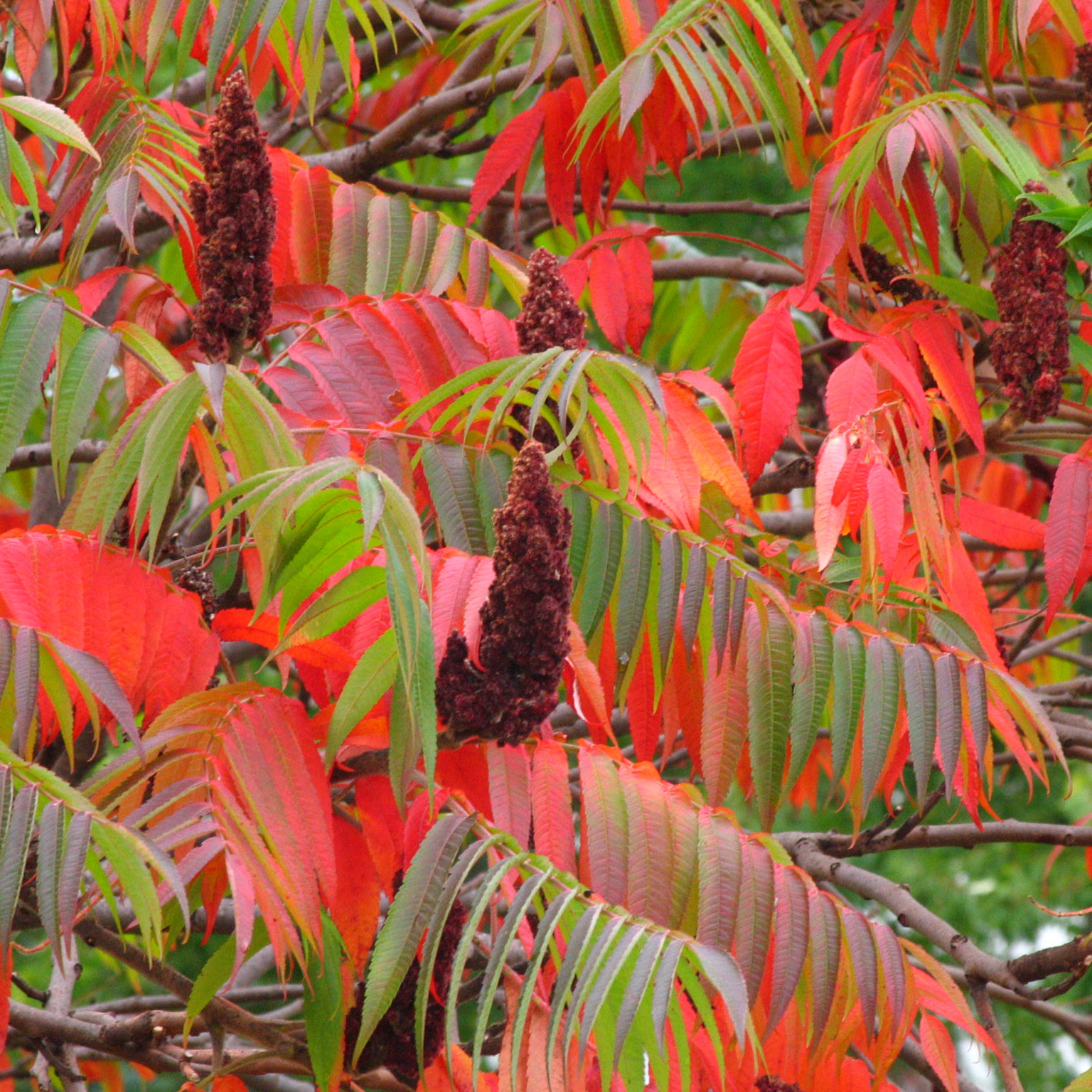 Rhus typhina – Multiplants