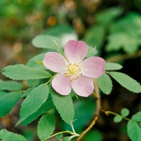 Rosa 'Campfire' - Multiplants