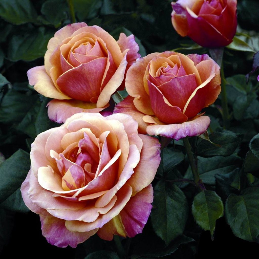 Rosa 'Canadian Shield' - Multiplants