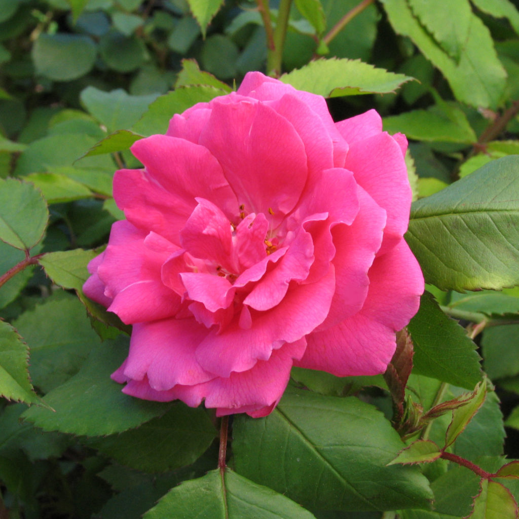 Rosa 'George Vancouver' - Multiplants