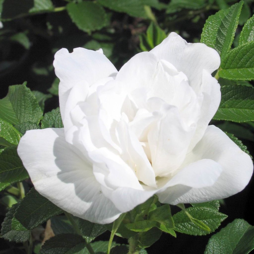 Rosa 'Campfire' - Multiplants