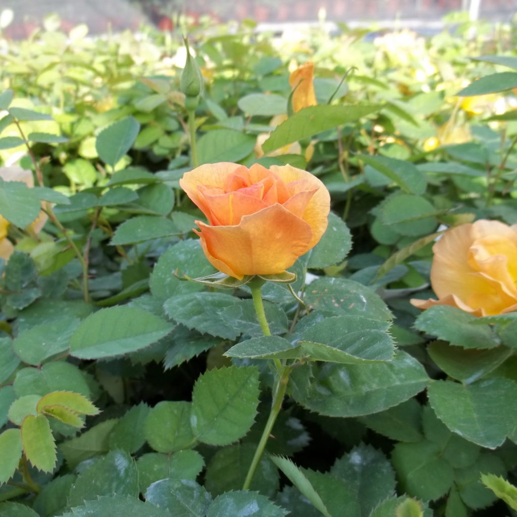 Rosa 'Bill Reid' - Multiplants