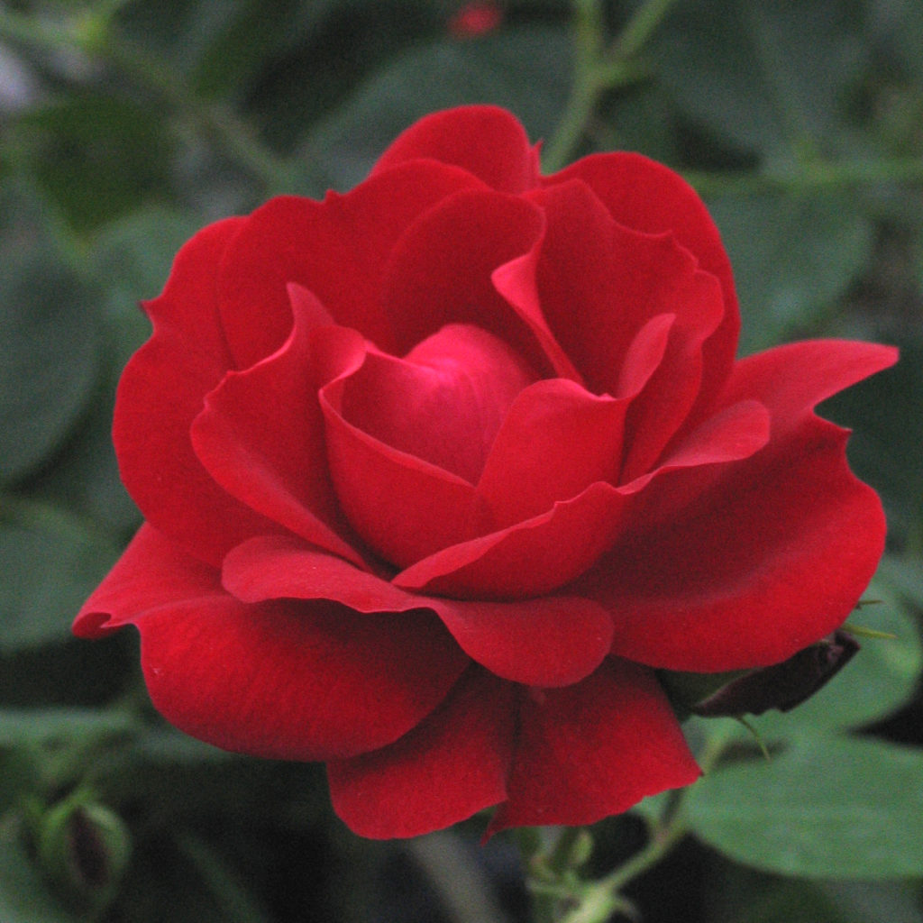 Rosa 'Champlain' - Multiplants