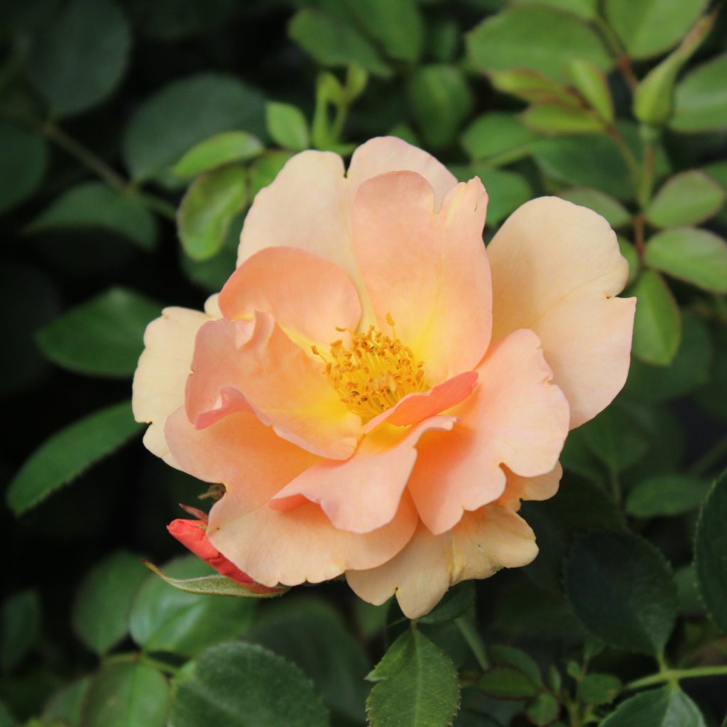 Rosa 'Campfire' - Multiplants