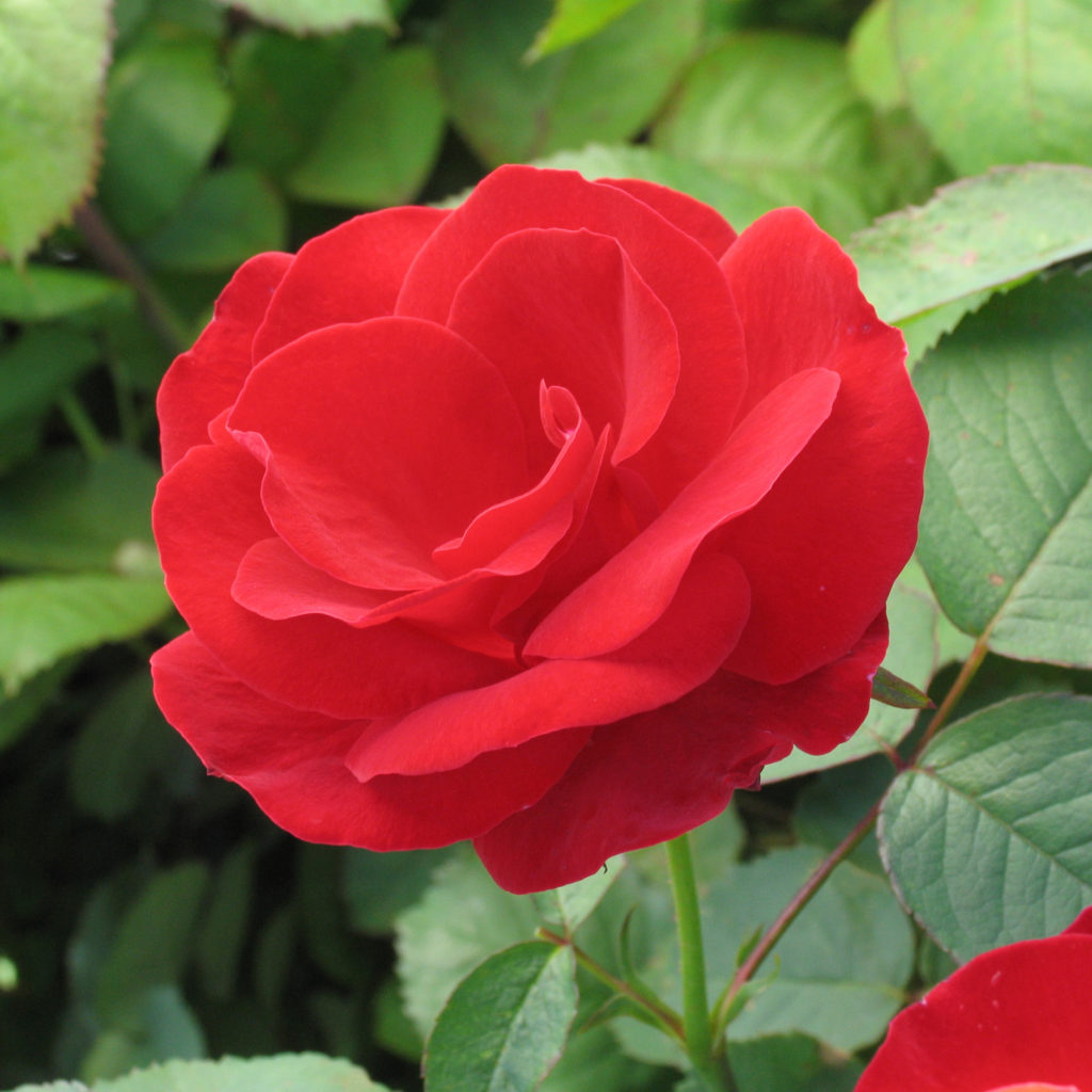 Rosa 'George Vancouver' - Multiplants