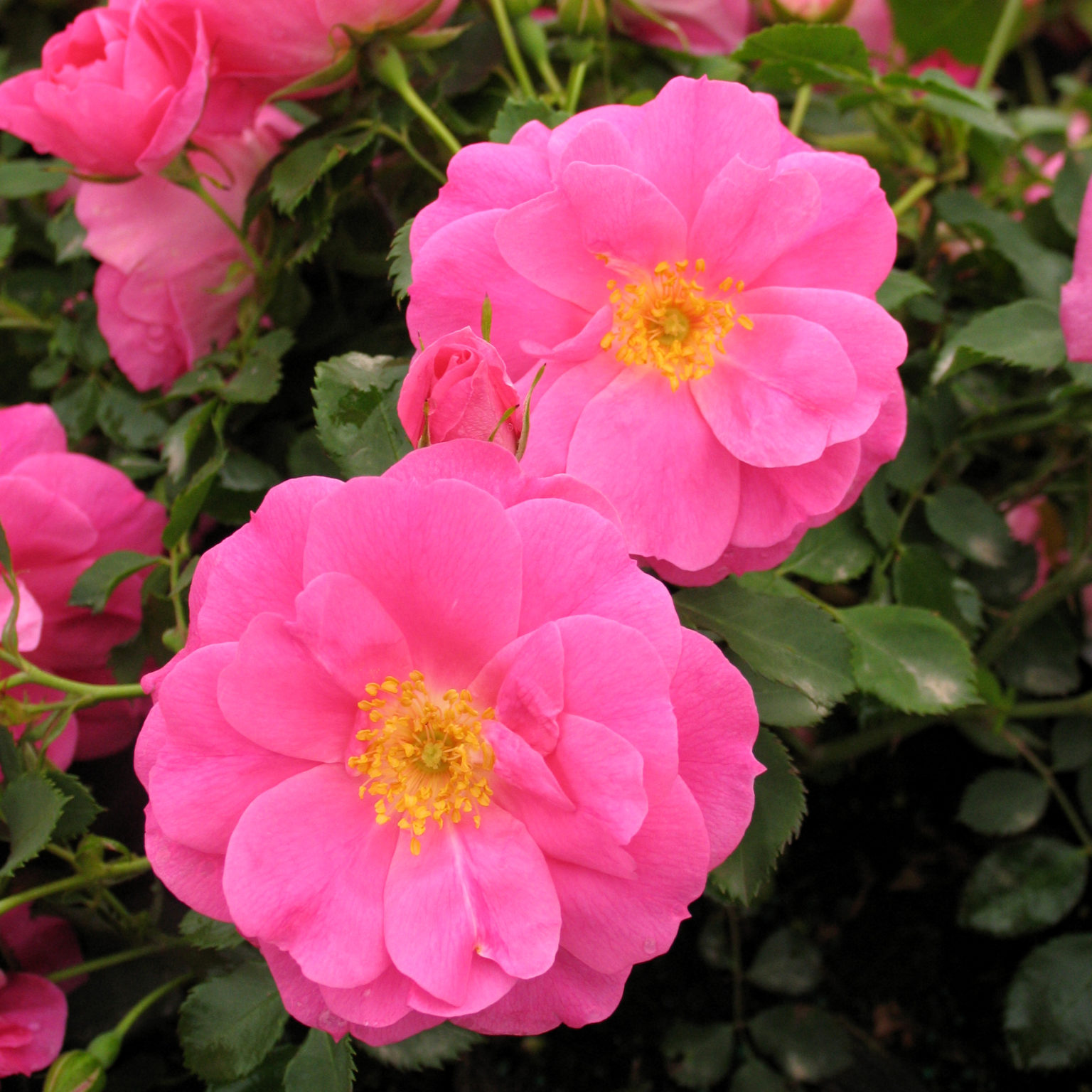 Rosa Frontenac - Multiplants