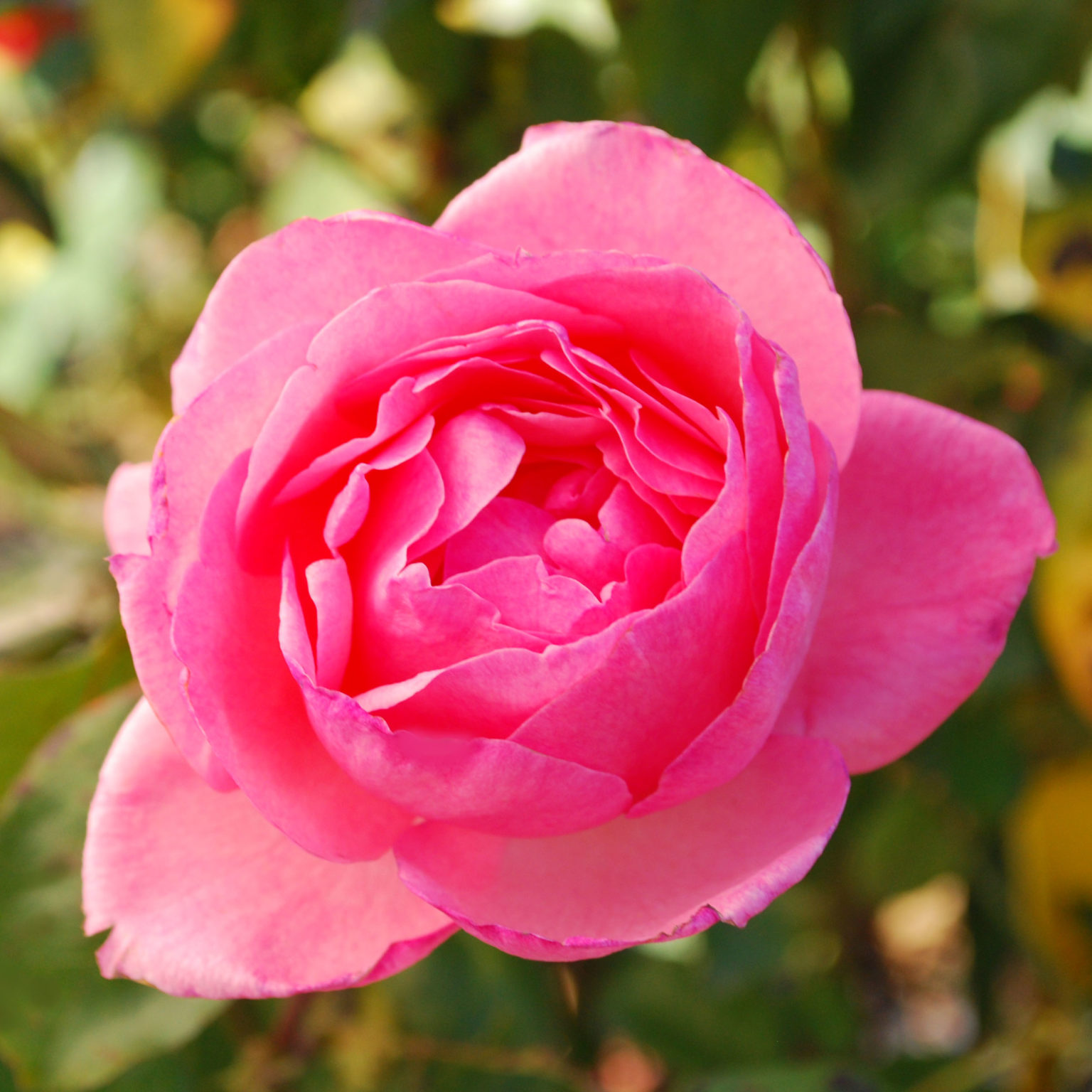 Rosa 'Campfire' - Multiplants