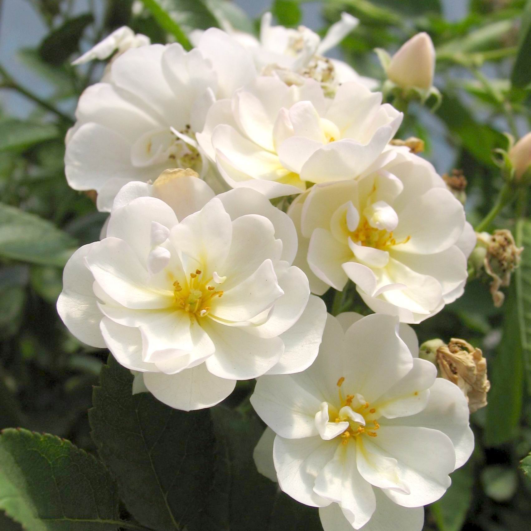 Rosa 'Canadian Shield' - Multiplants