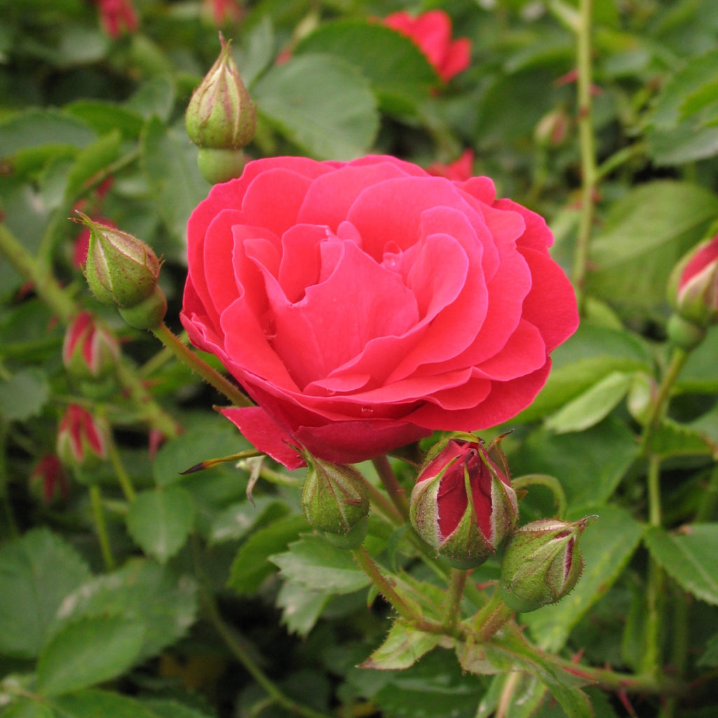 Rosa 'George Vancouver' - Multiplants