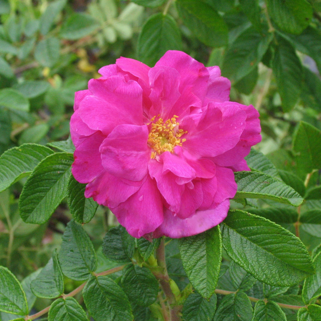 Rosa 'Hansa' - Multiplants