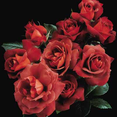 Rosa ‘Peach Lemonade’ – Multiplants