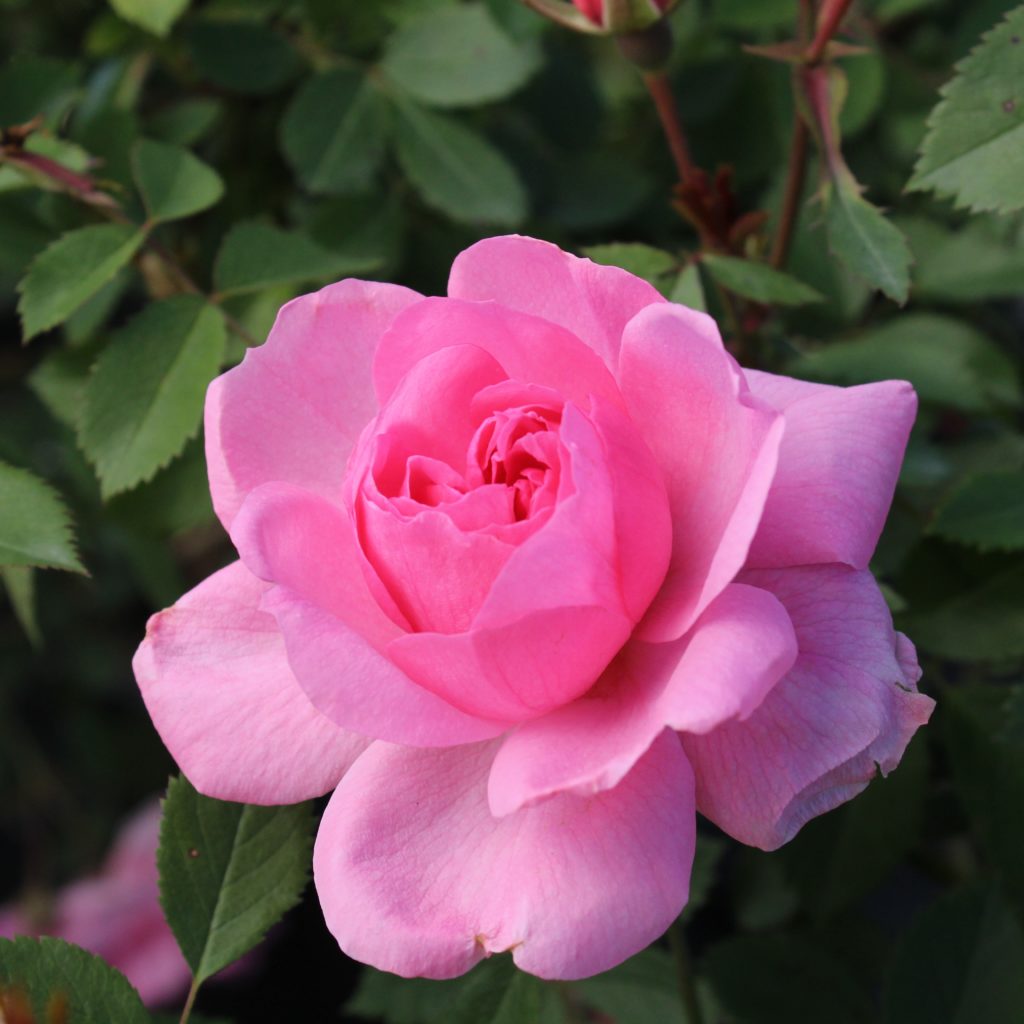 Rosa 'John Davis' - Multiplants