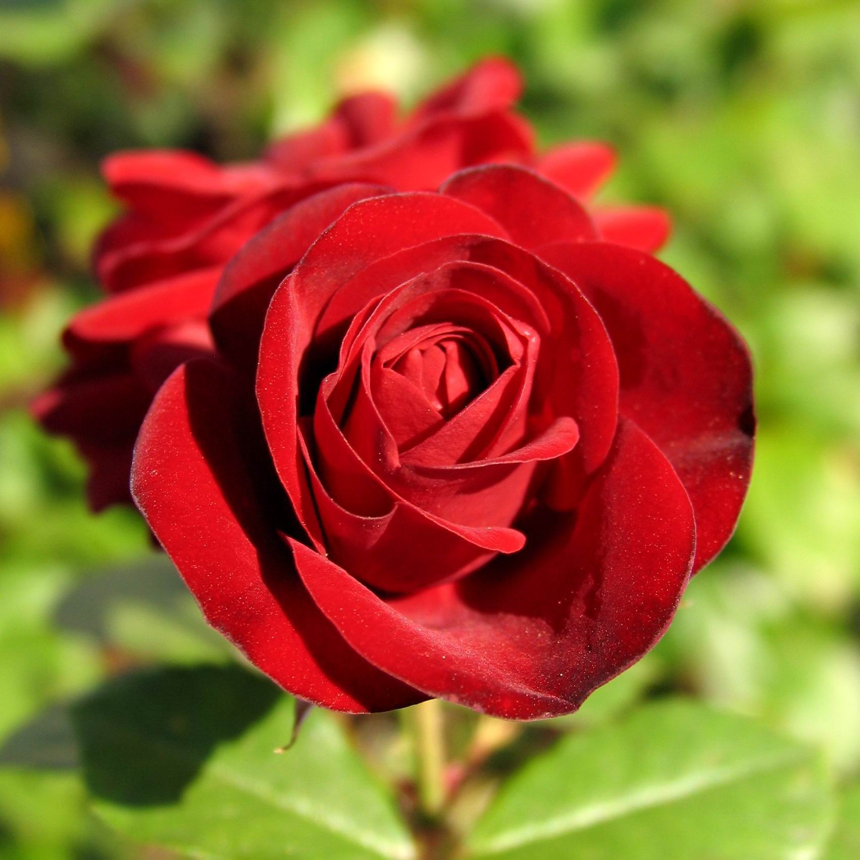 Rosa 'Never 'Alone' - Multiplants