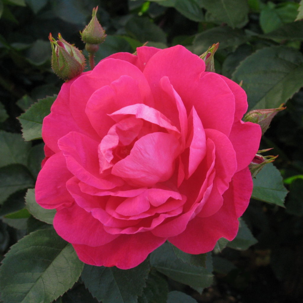 Rosa 'Campfire' - Multiplants