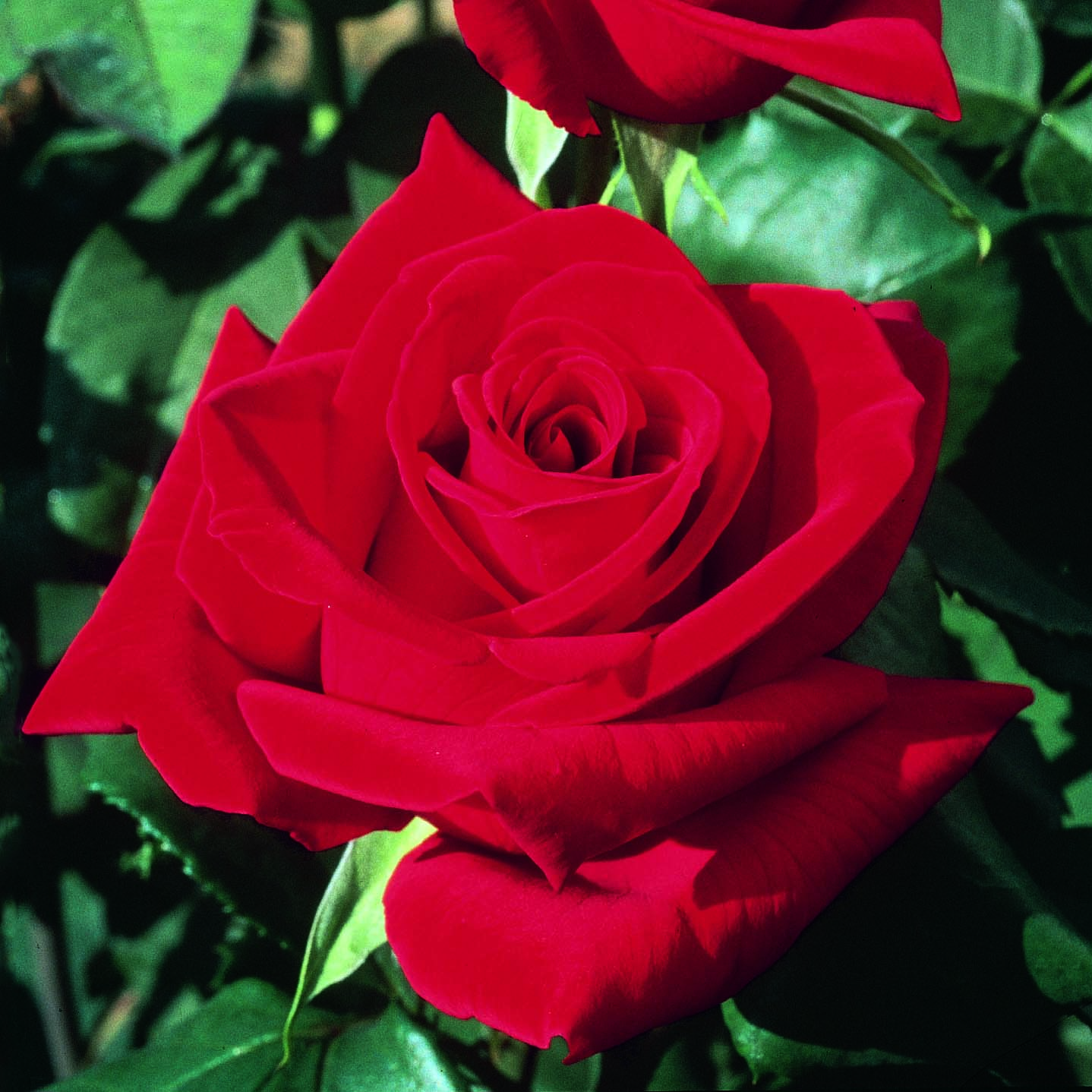 Rosa 'Morden Belle' - Multiplants