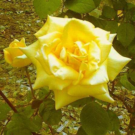 Rosa 'Canadian Shield' - Multiplants