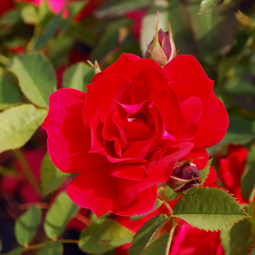 Rosa 'George Vancouver' - Multiplants