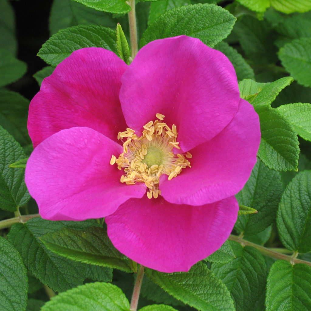 Rosa rugosa - Multiplants