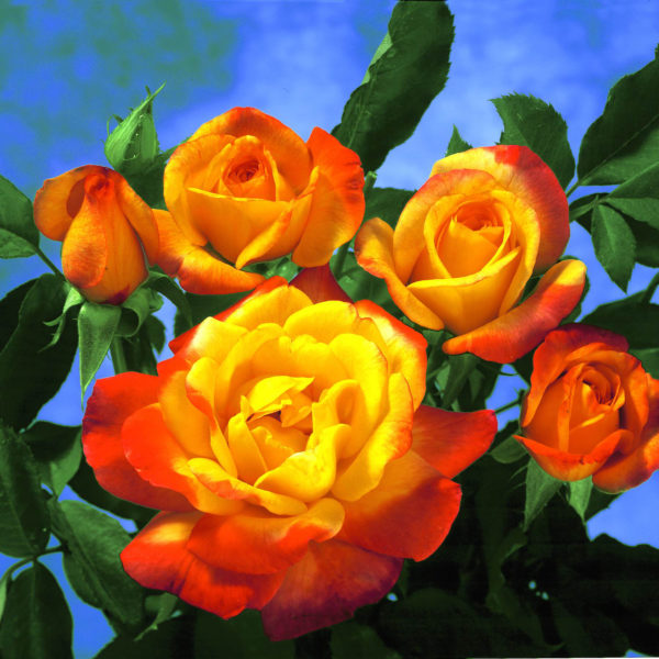 Rosa 'Campfire' - Multiplants