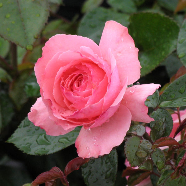 Rosa 'Canadian Shield' - Multiplants