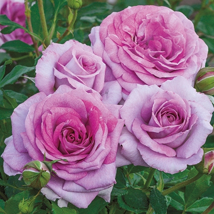 Rosa 'Canadian Shield' - Multiplants