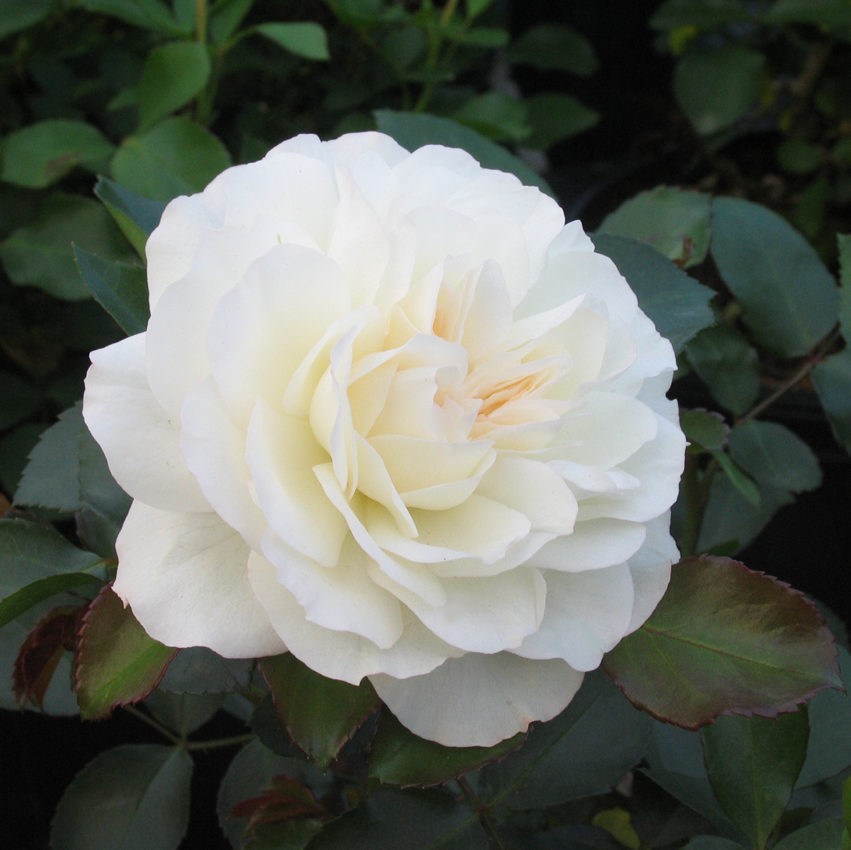 Rosa 'George Vancouver' - Multiplants