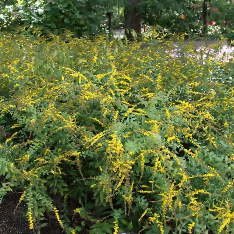 Solidago rugosa 'Fireworks' - Multiplants
