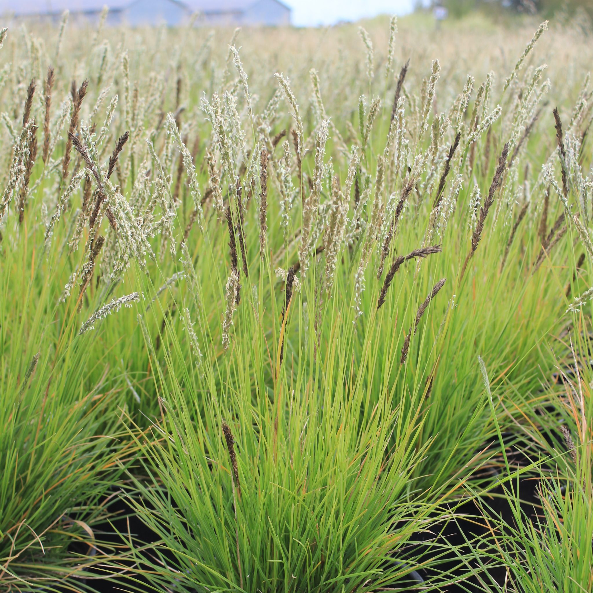 Sesleria autumnalis - Multiplants