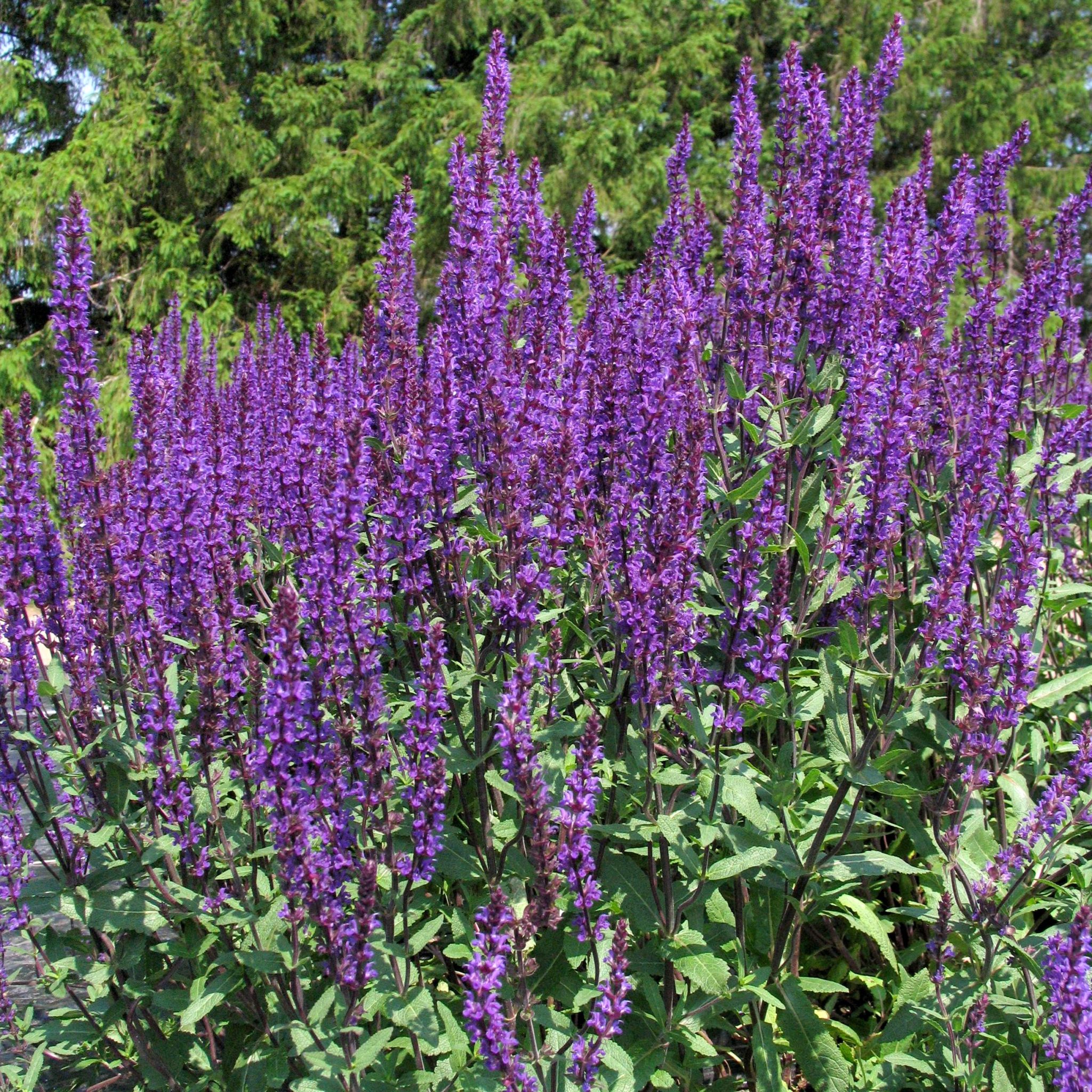 Salvia Nemorosa Caradonna