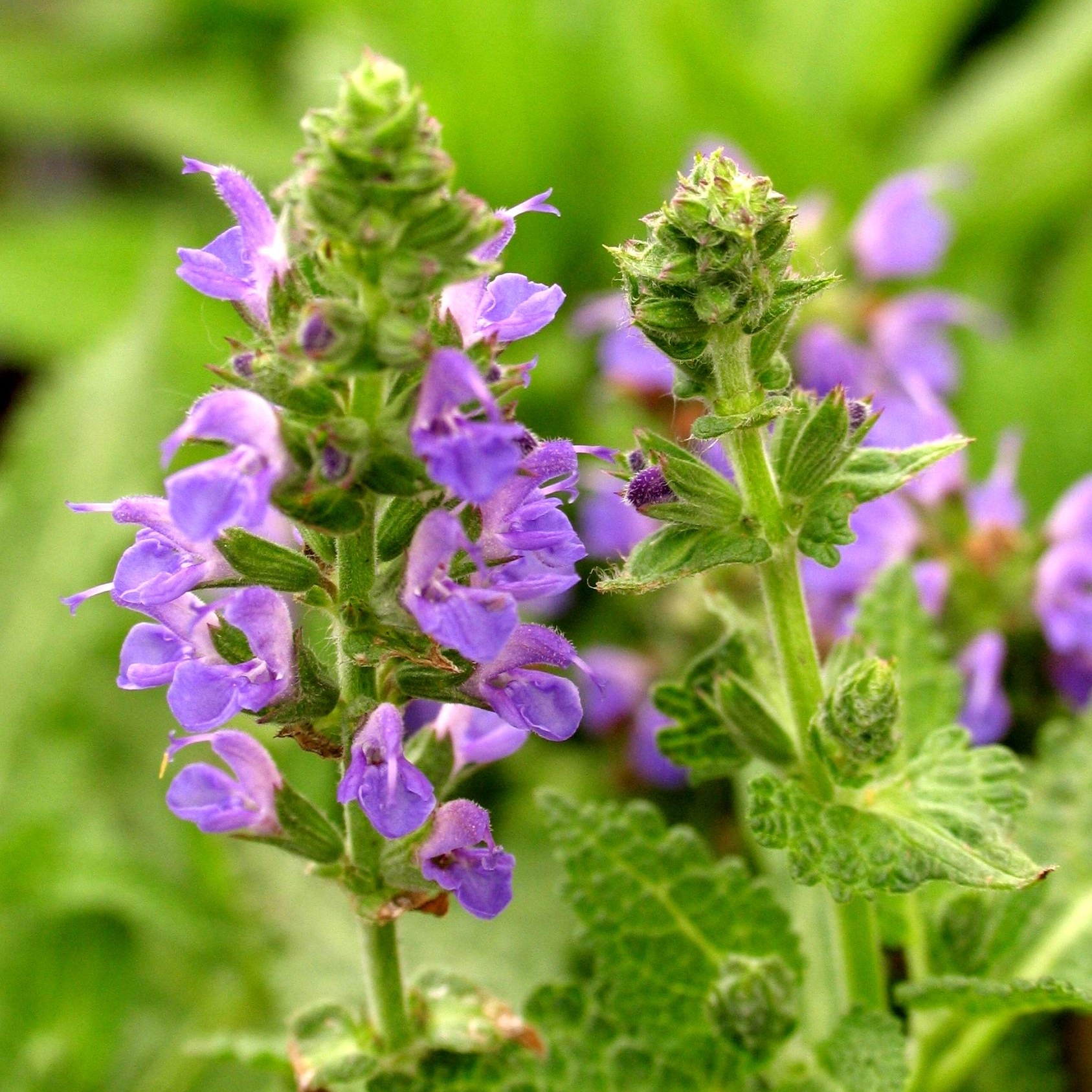 Salvia nemorosa 'Marcus' - Multiplants