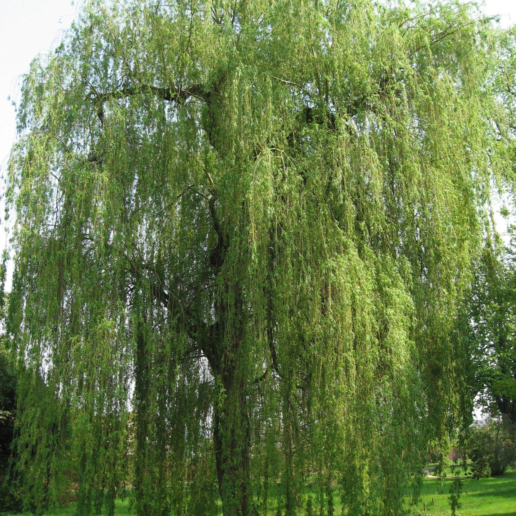 Salix alba 'Tristis' - Multiplants