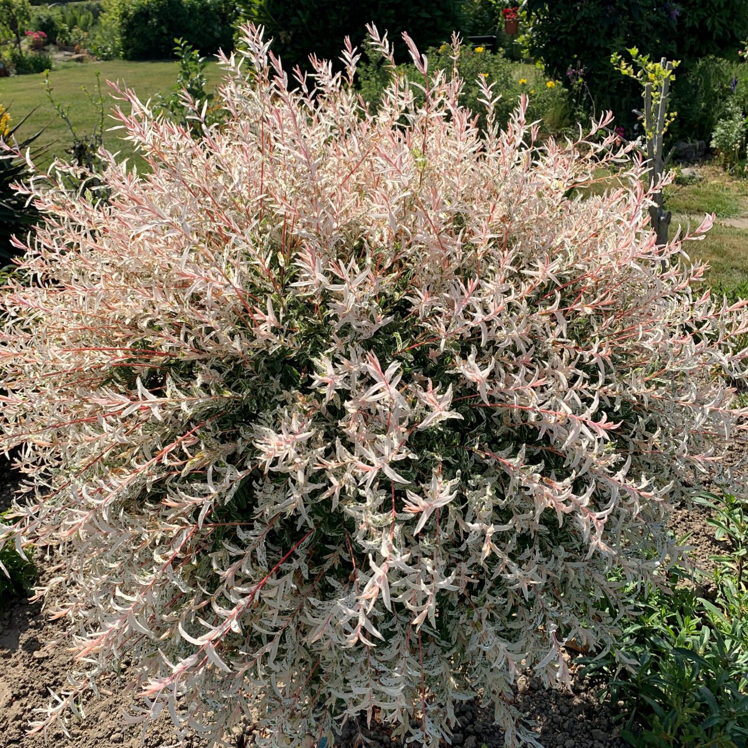 Salix integra ‘Hakuro Nishiki’ – Multiplants