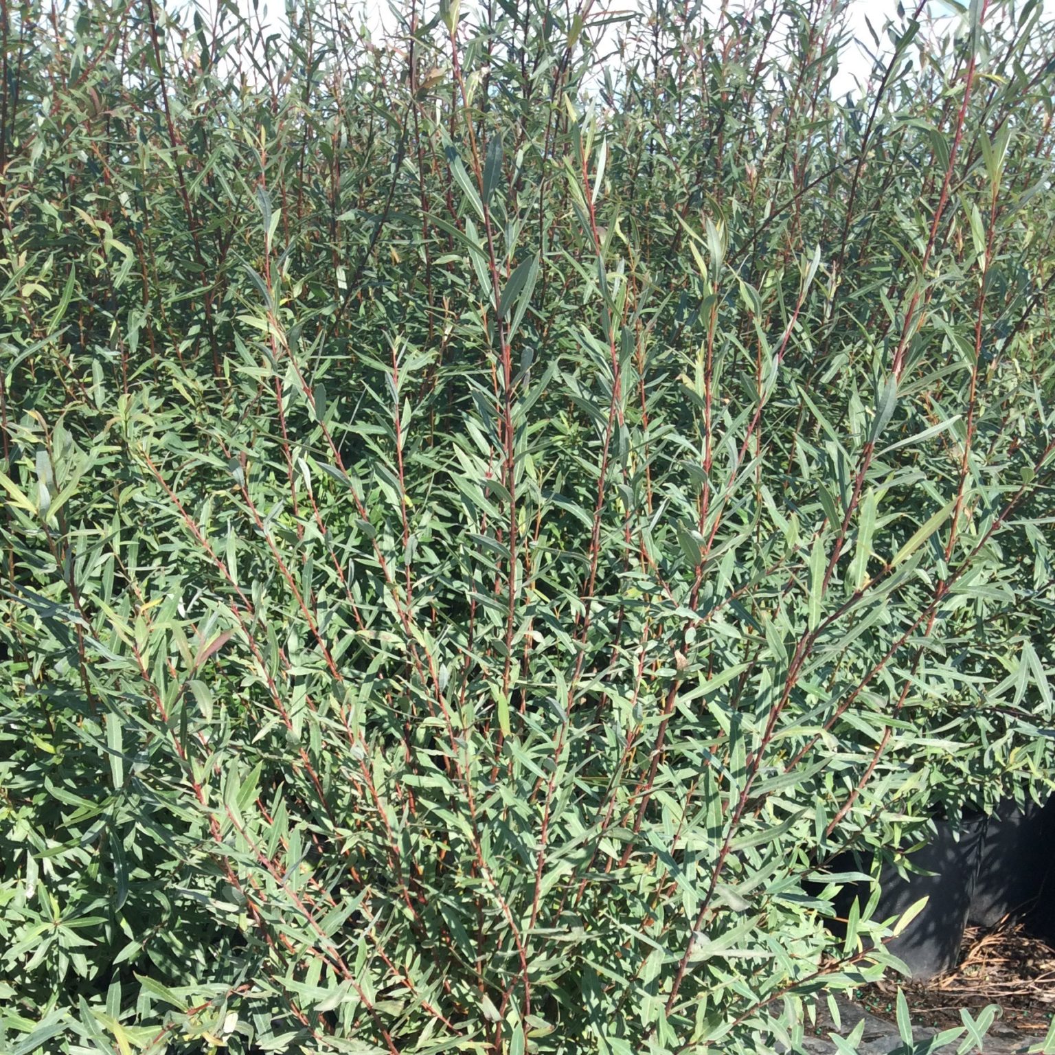 Salix purpurea 'Nana' - Multiplants