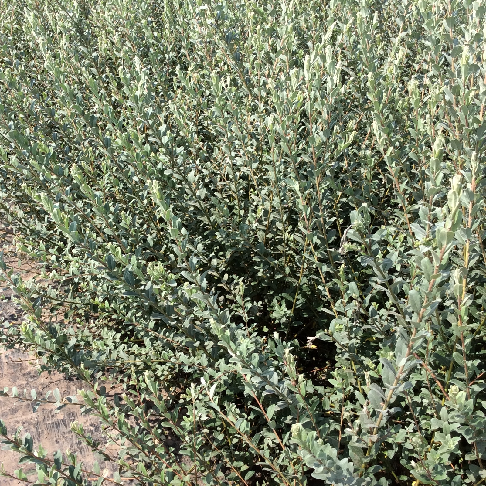 Salix repens - Multiplants