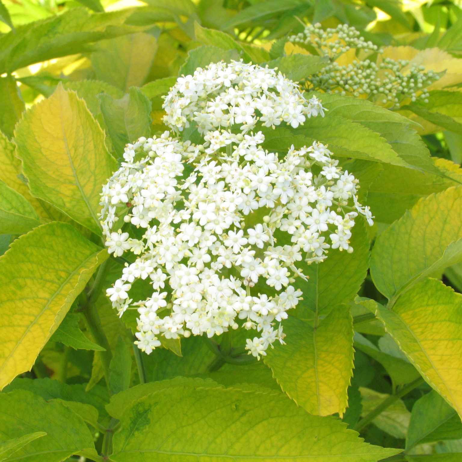 Sambucus canadensis ‘Aurea’ – Multiplants