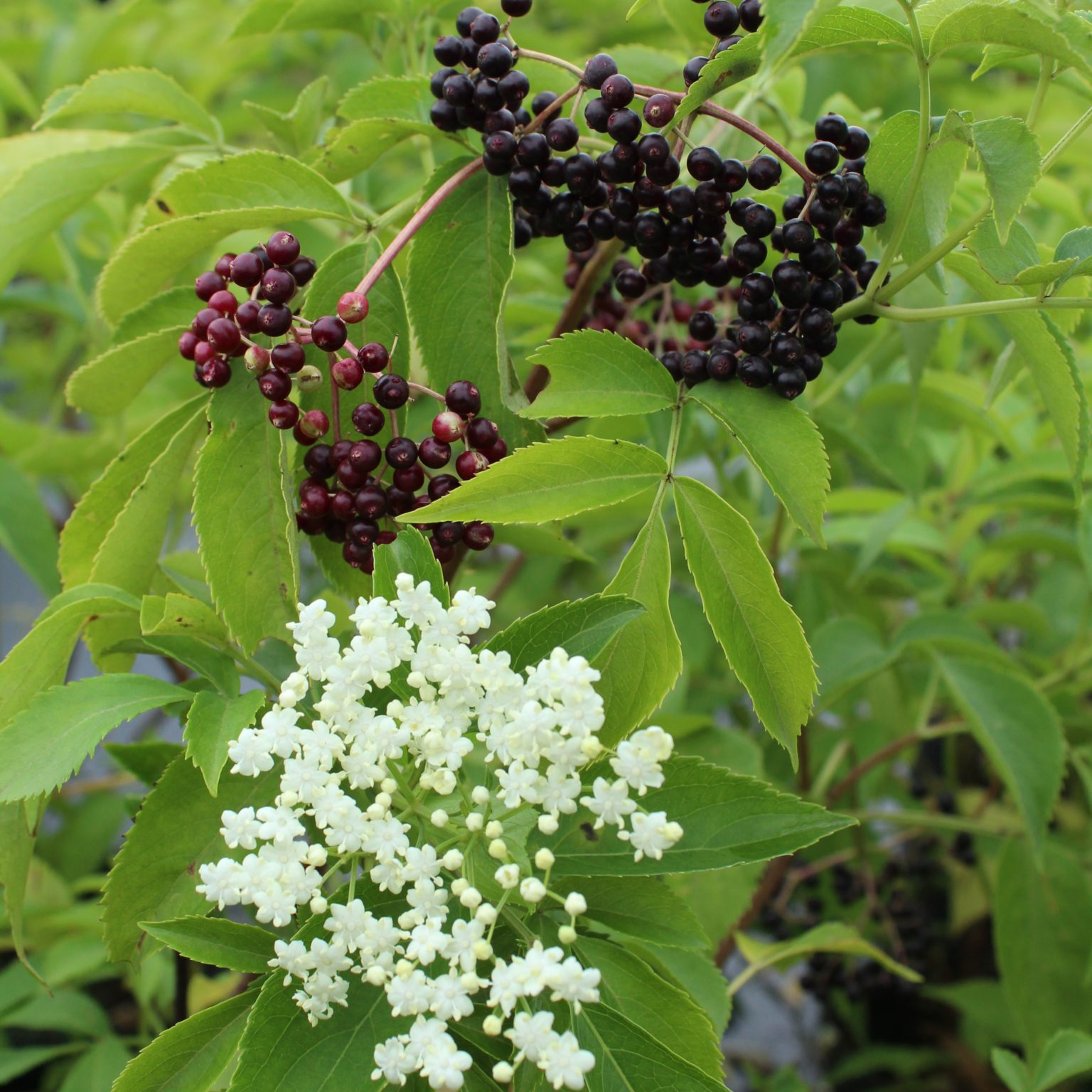 Sambucus canadensis - Multiplants