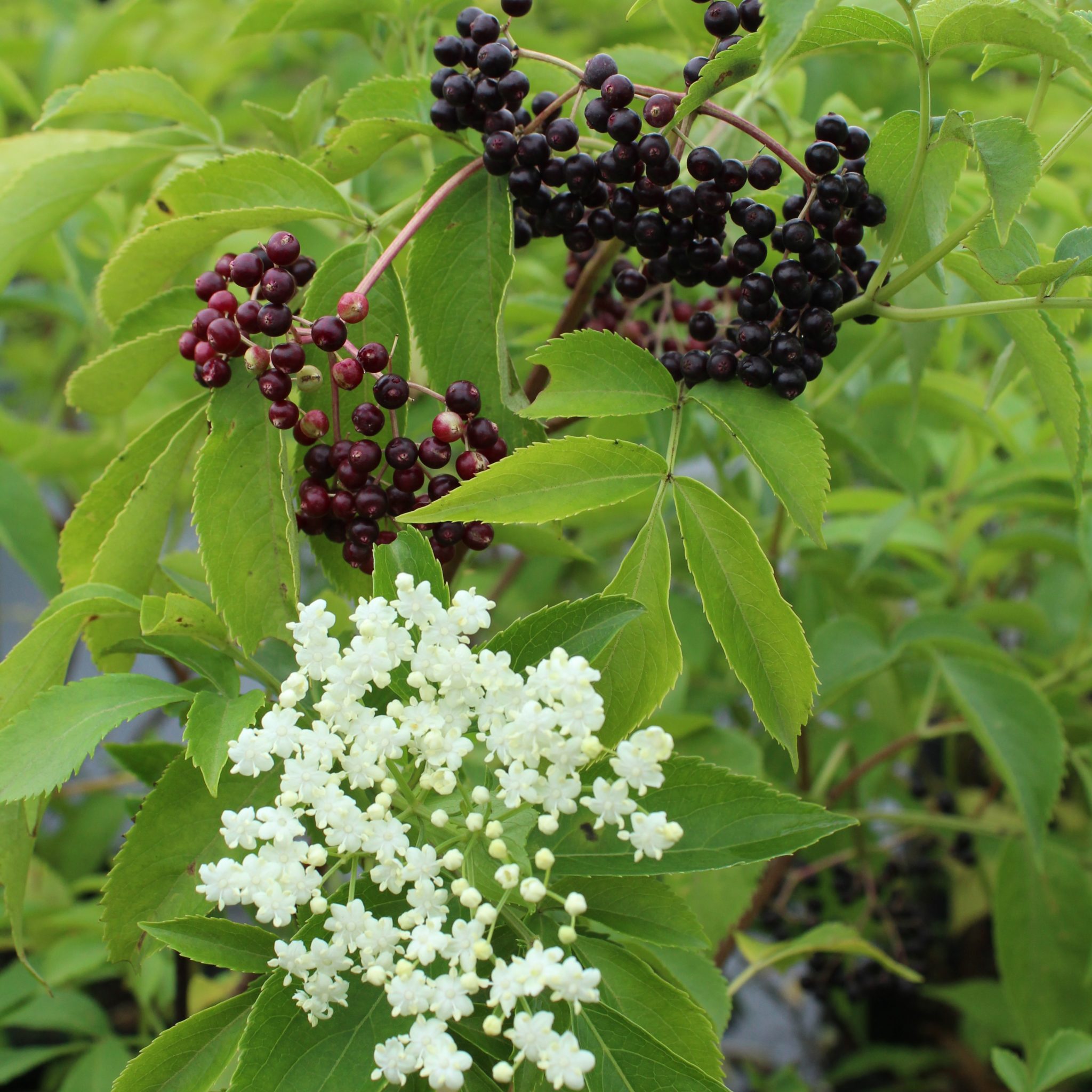 Sambucus canadensis - Multiplants