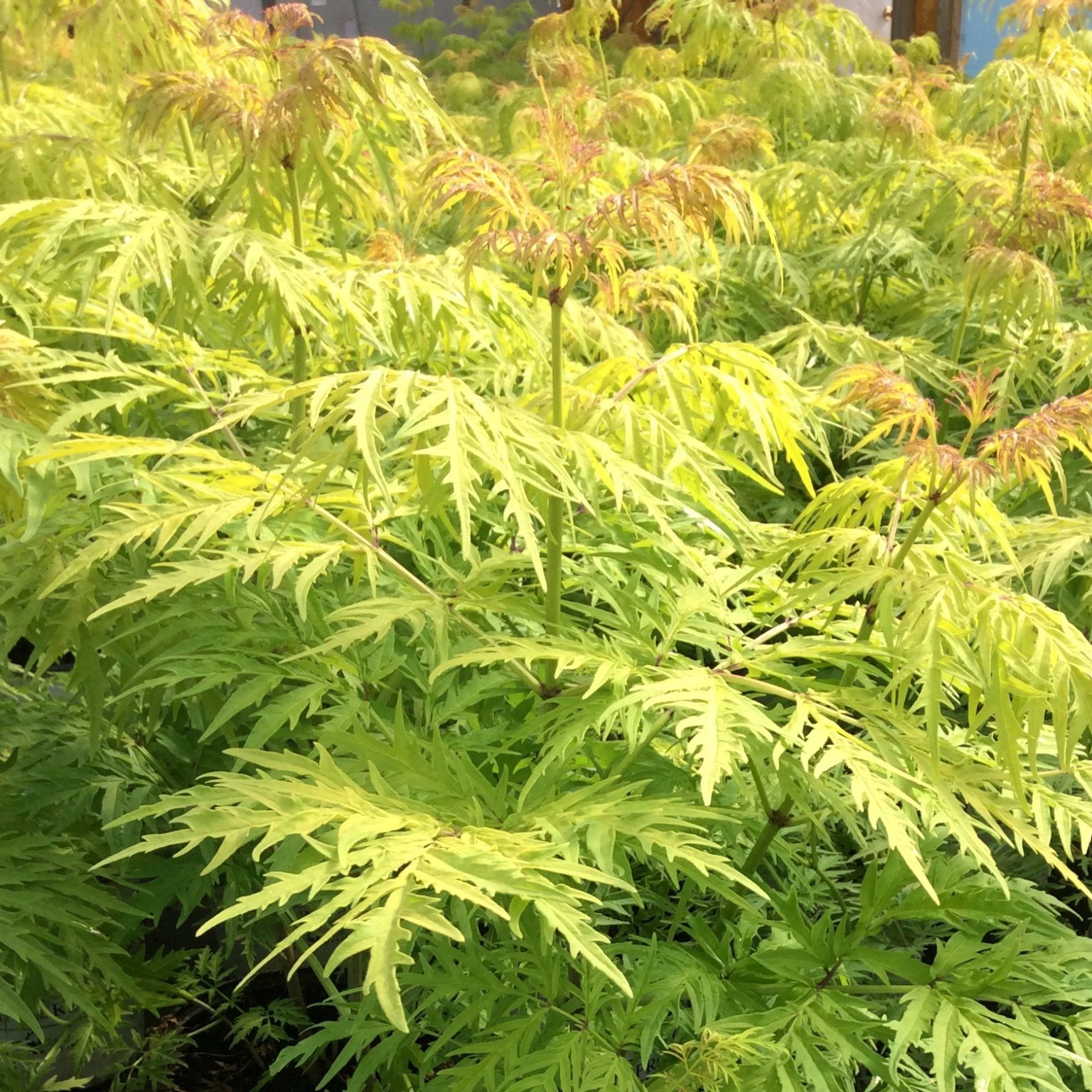 Sambucus racemosa 'Lemon Lace' - Multiplants