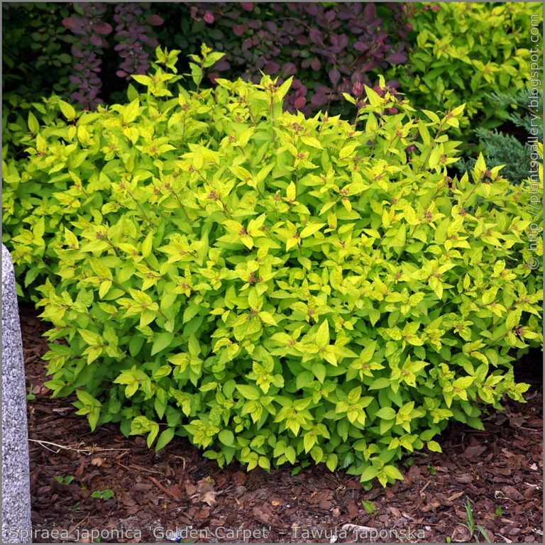 Symphoricarpos doorenbosii 'Pinky Promise' - Multiplants