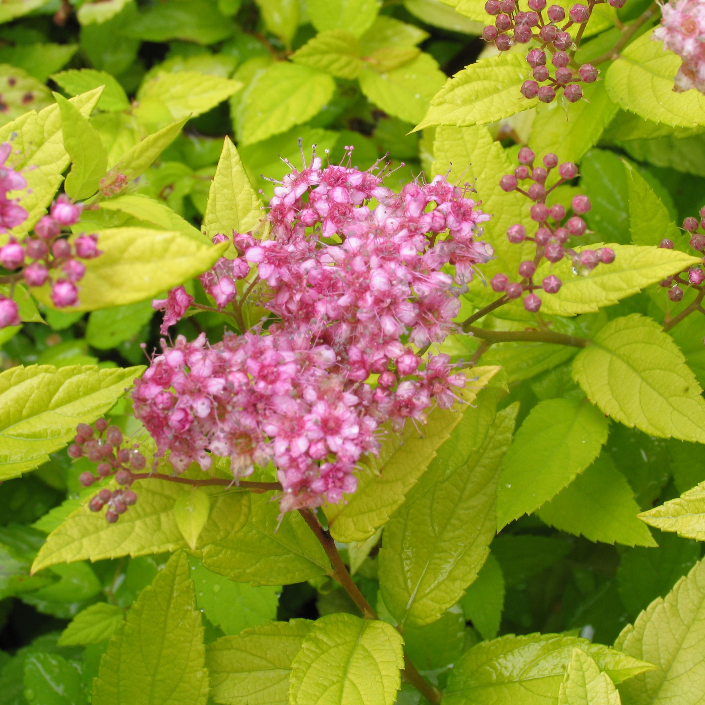 Spiraea japonica ‘Goldmound’ – Multiplants