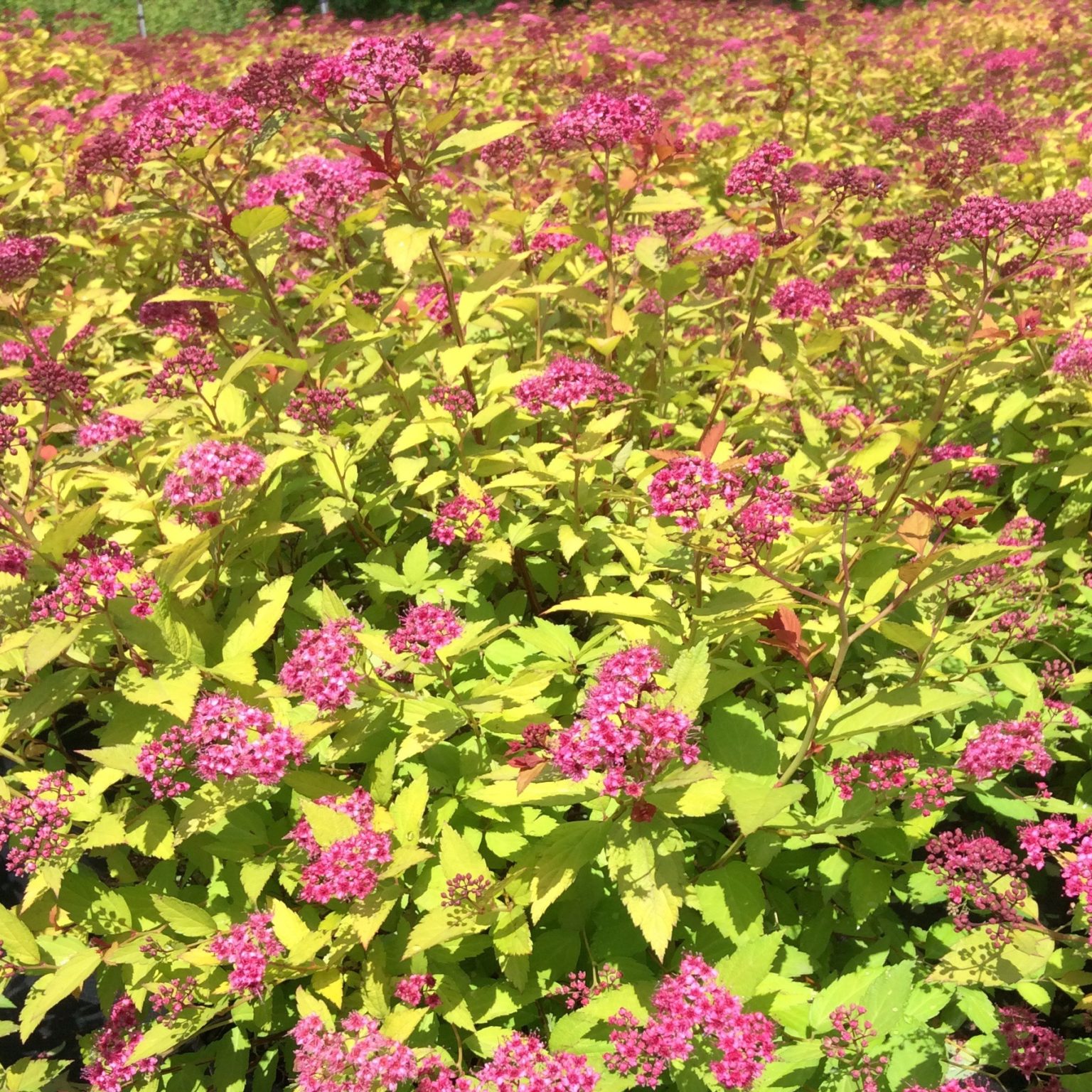 Spiraea japonica ‘Magic Carpet’ – Multiplants