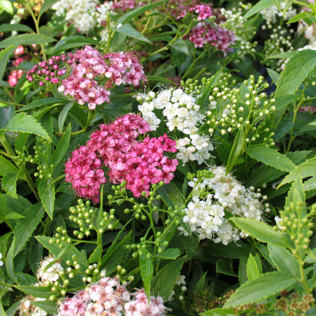 Spiraea japonica 'Shirobana' - Multiplants