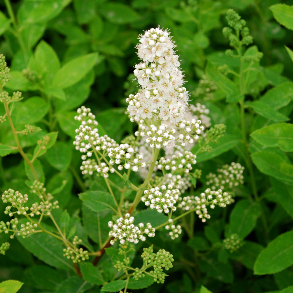Spiraea latifolia – Multiplants